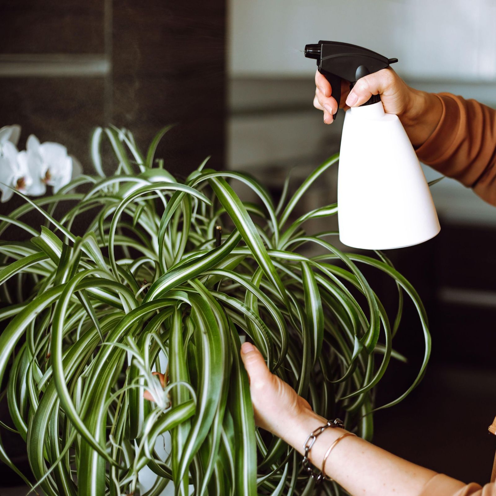 Where is the best place to put a spider plant | Ideal Home