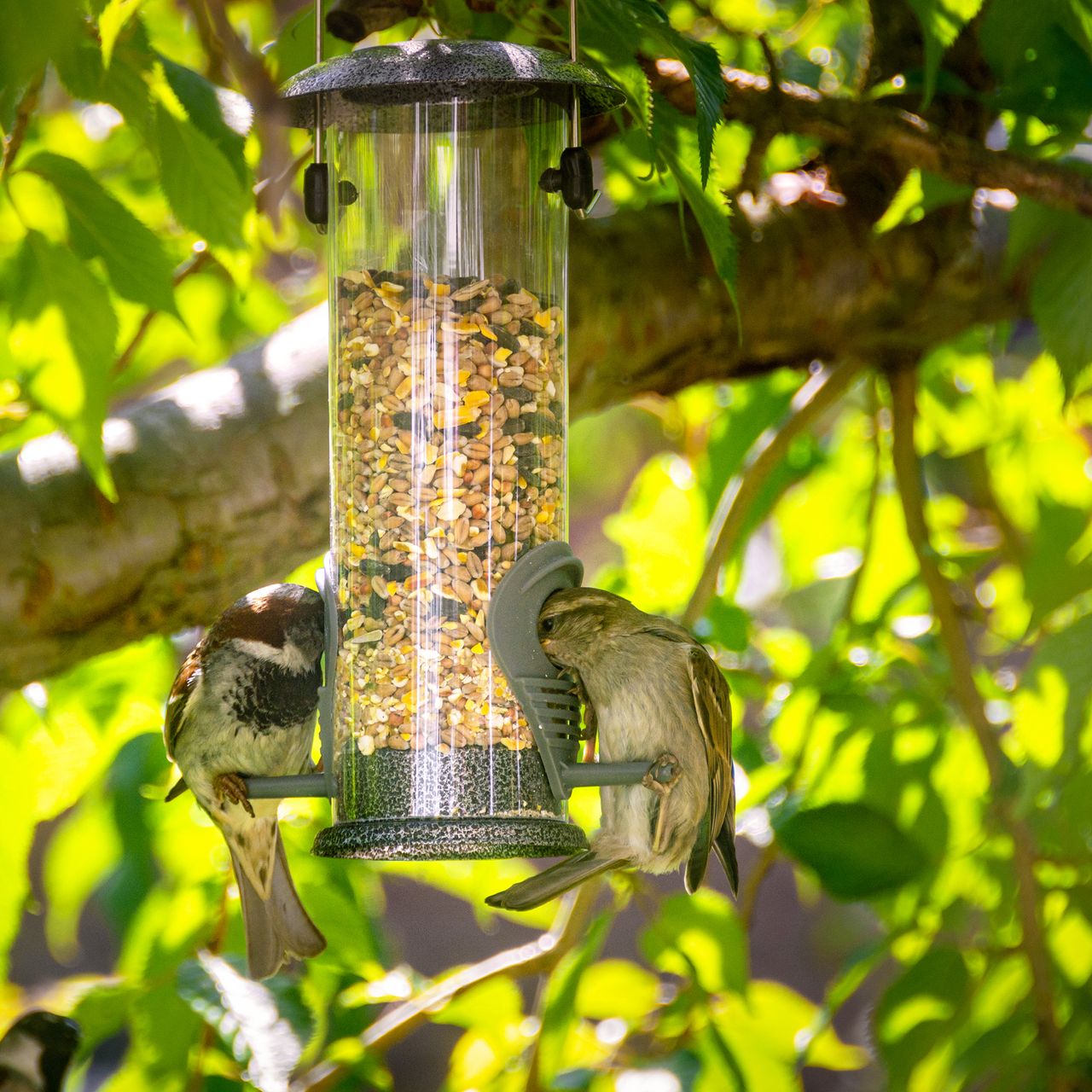 Experts recommend adding chilli powder to your bird feeder this winter ...
