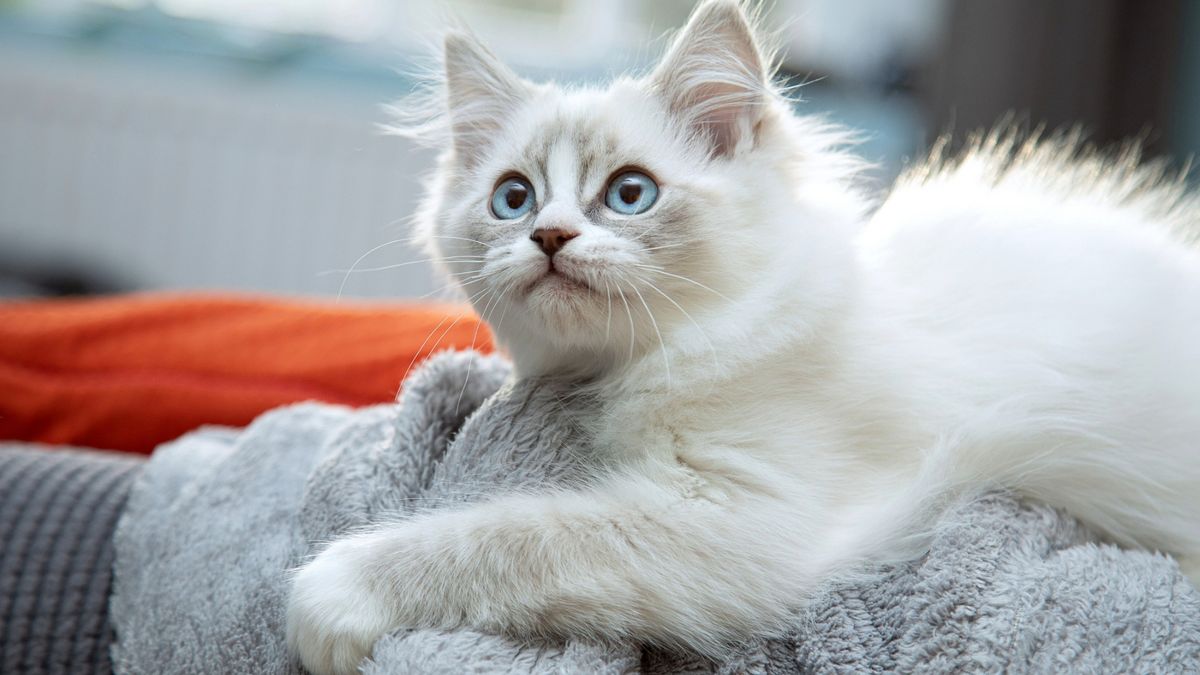 Ragdoll cat: Breed profile | PetsRadar