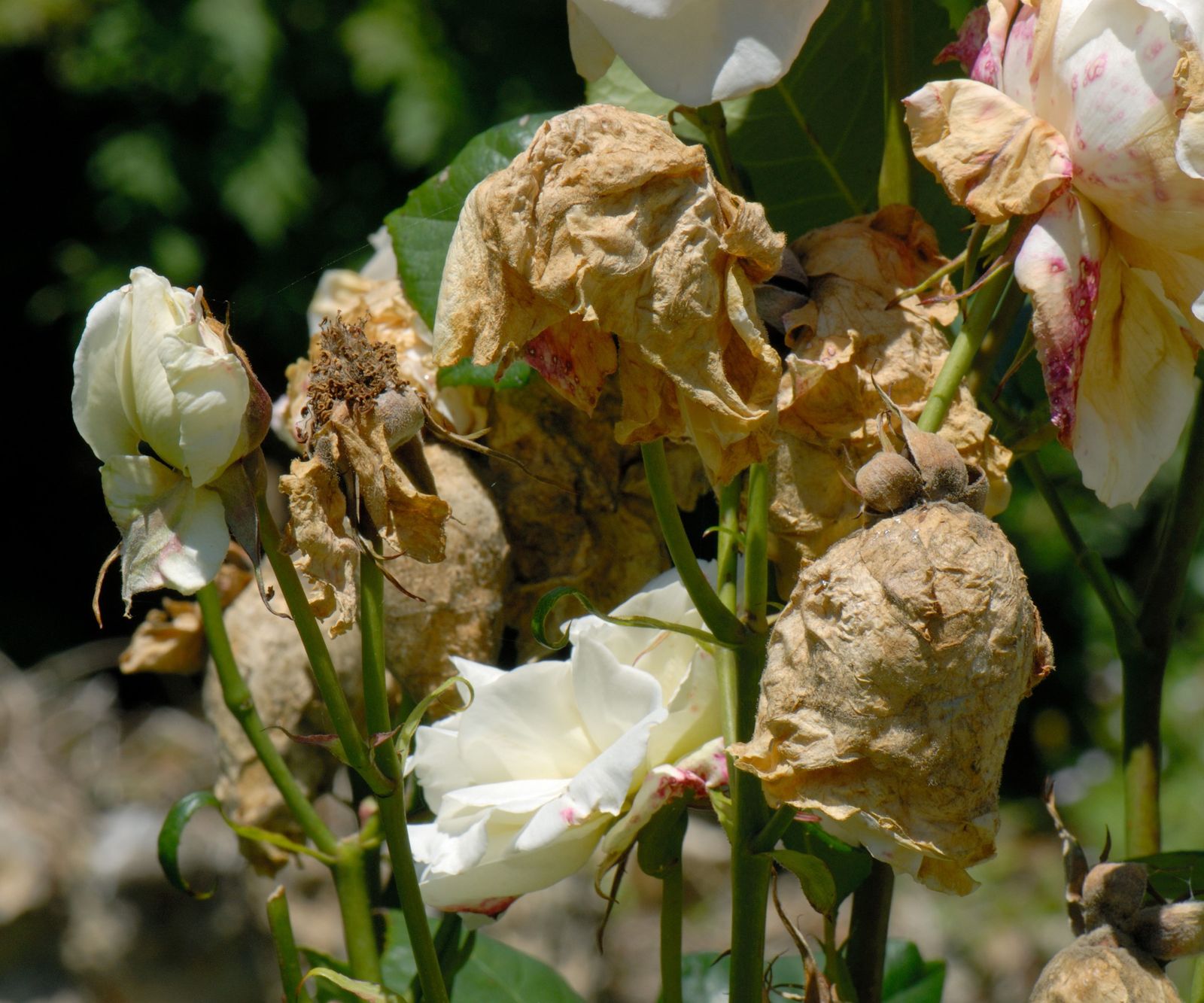 Rose diseases: expert tips on how to spot and combat them | Homes and ...