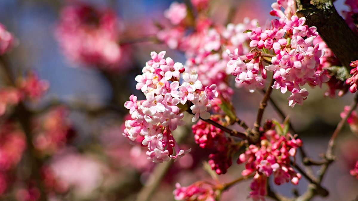 7 plants to prune in March for healthy spring growth | Tom's Guide