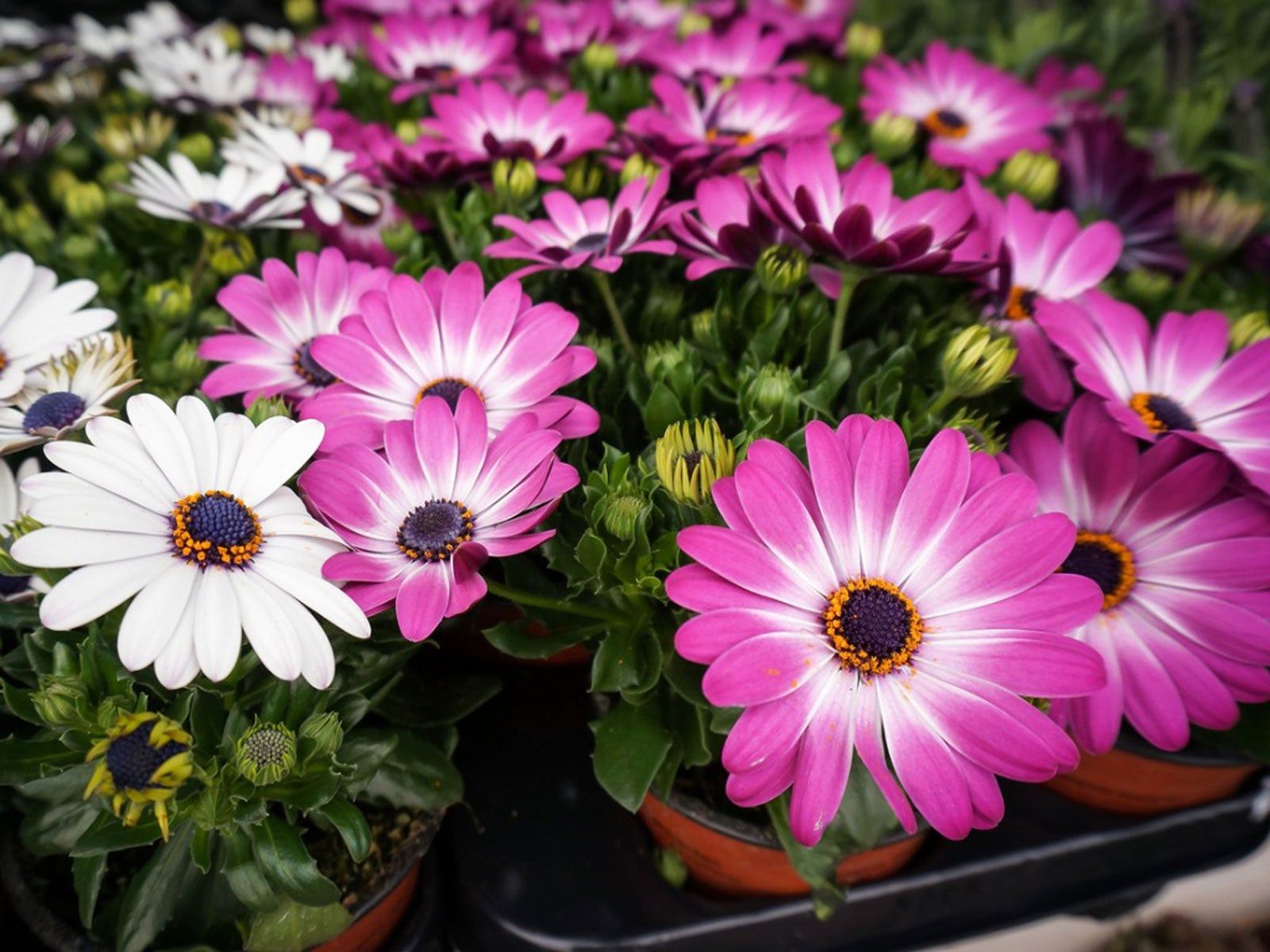 Growing Osteospermum: How To Care For African Daisies | Gardening Know How