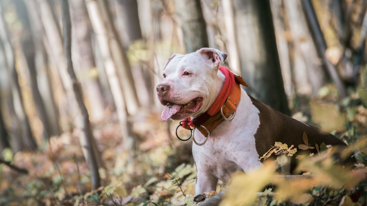 22 American dog breeds | PetsRadar