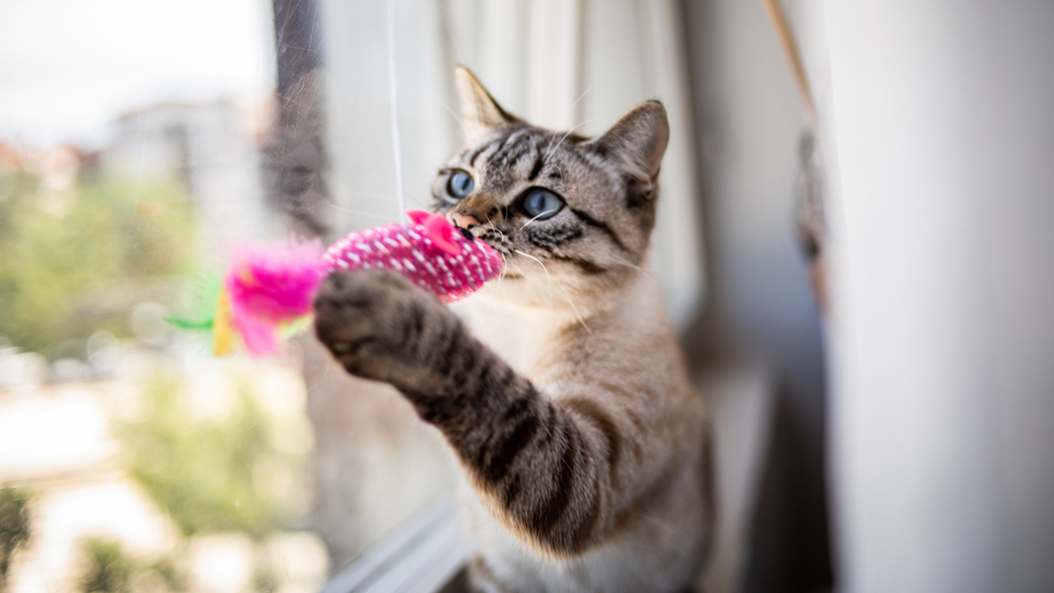 5 reasons why your cat wants to play all the time (and how to keep them ...