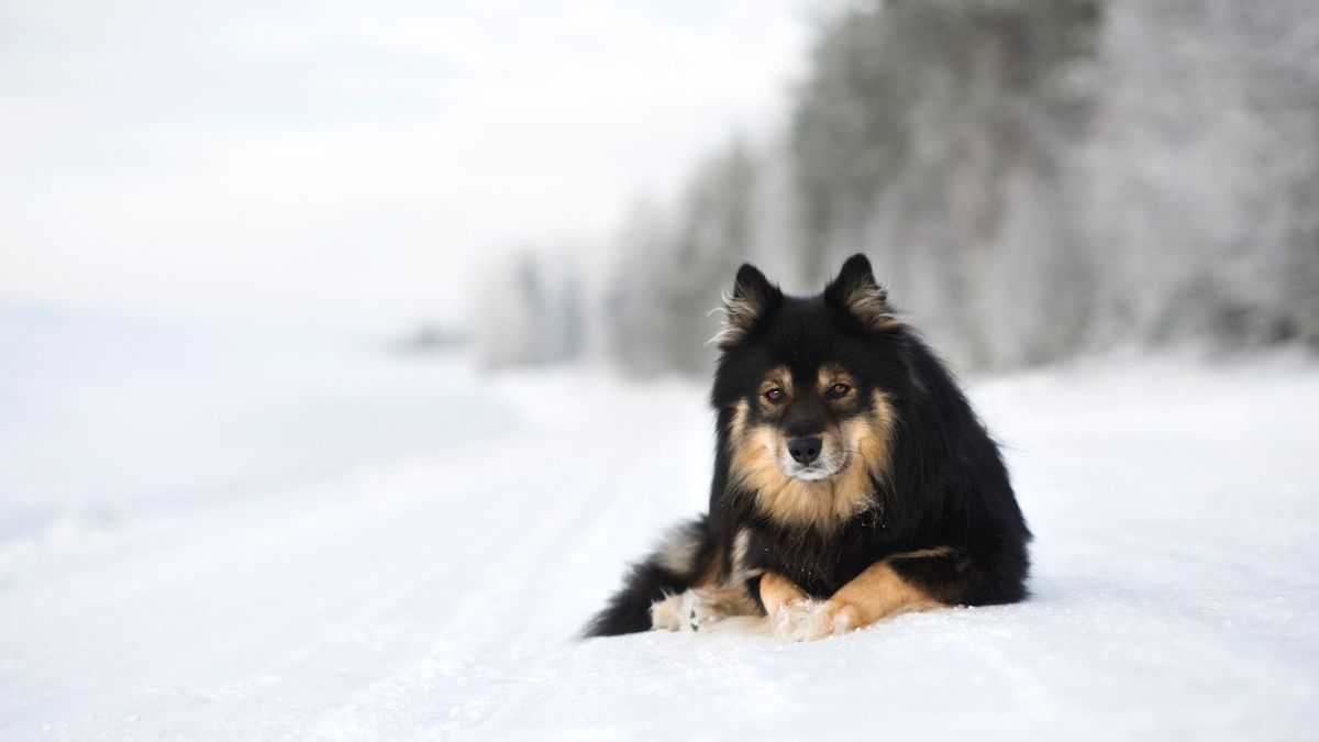 32 unpopular dog breeds | PetsRadar