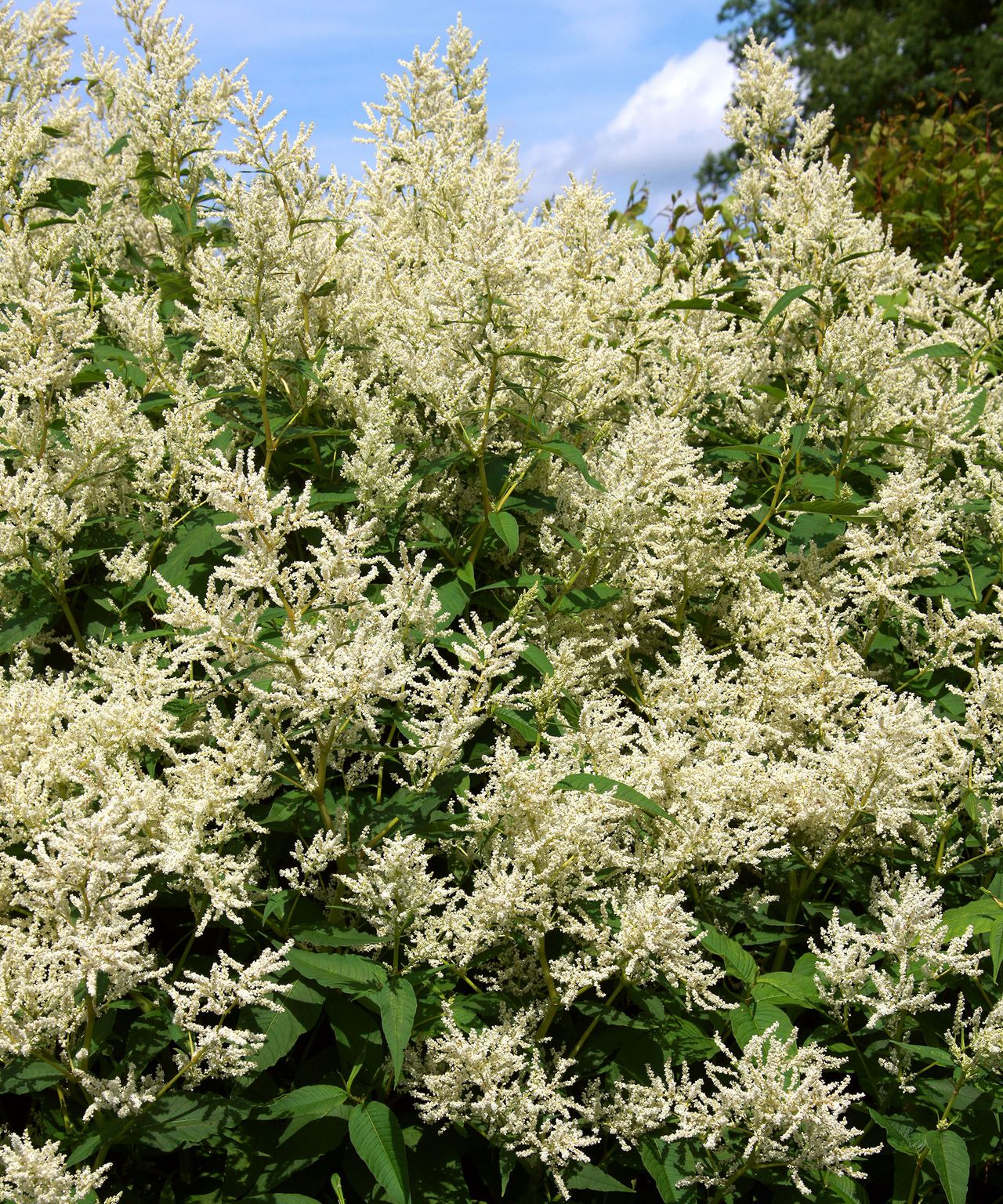 Persicaria varieties: 16 stunning varieties to grow | Gardeningetc