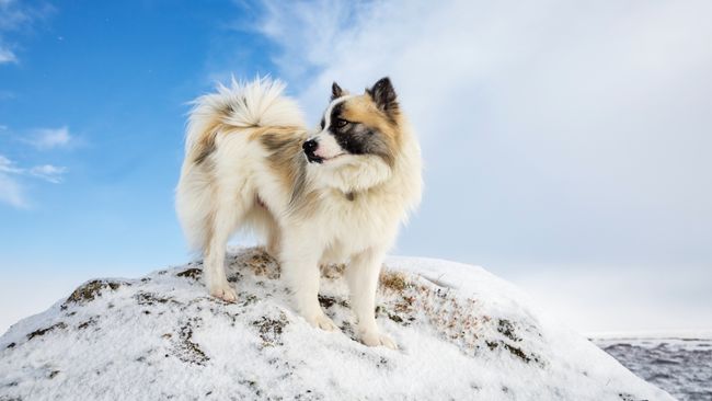 32 popular spitz dog breeds from around the world | PetsRadar