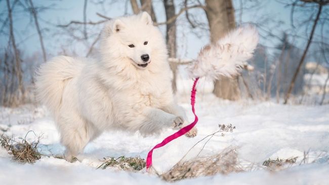 10 Samoyed facts that might surprise you | PetsRadar
