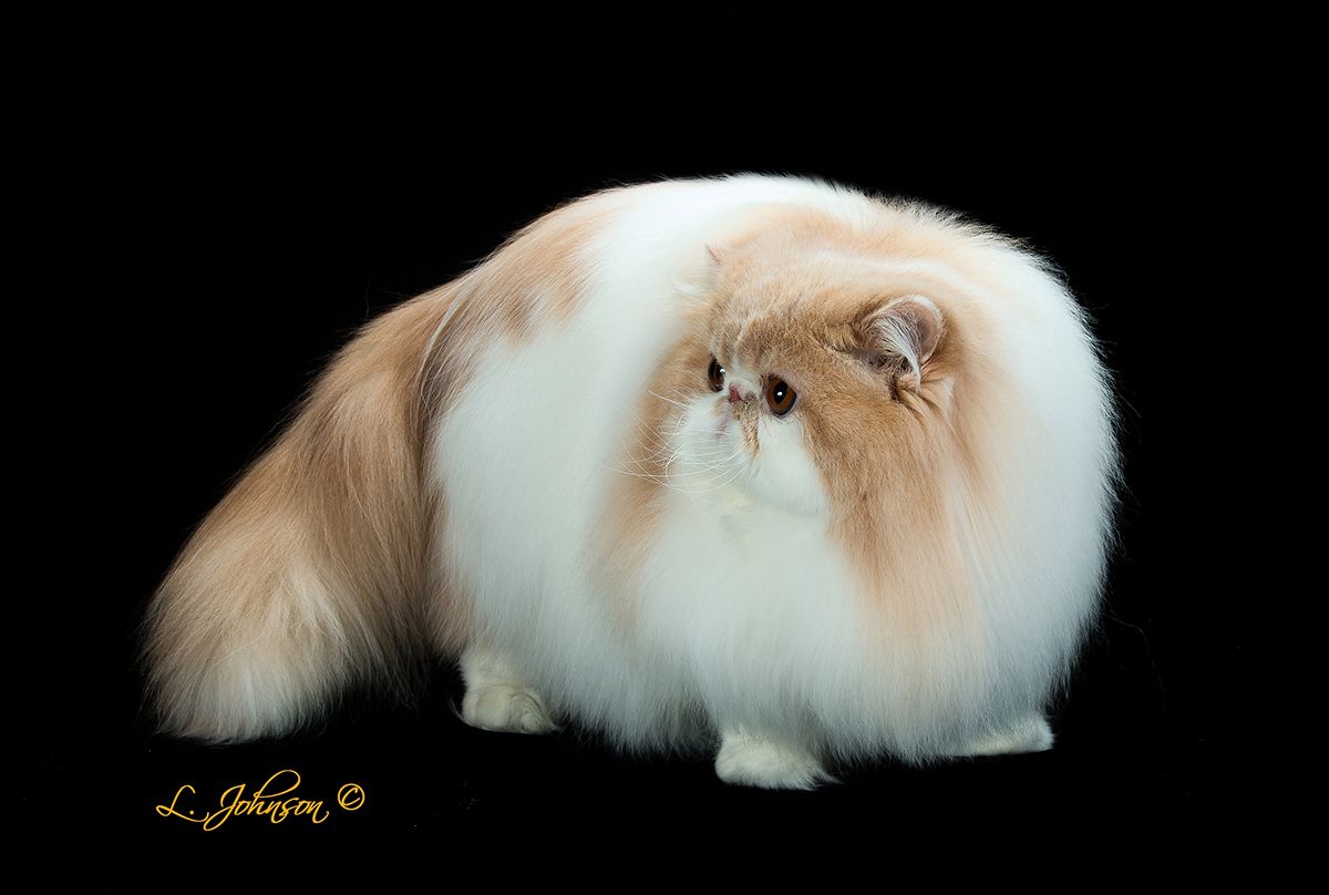 Photos: Champion Cats are Show-Stopping Stunners | Live Science