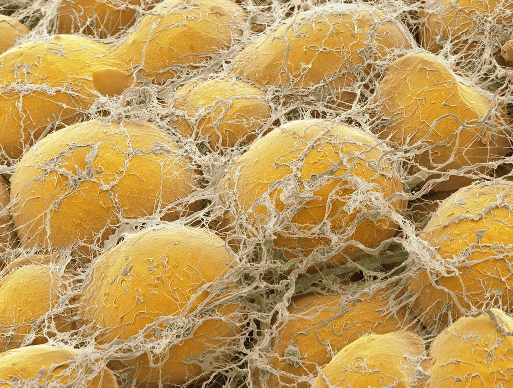 What's in a Fat Cell? | Live Science