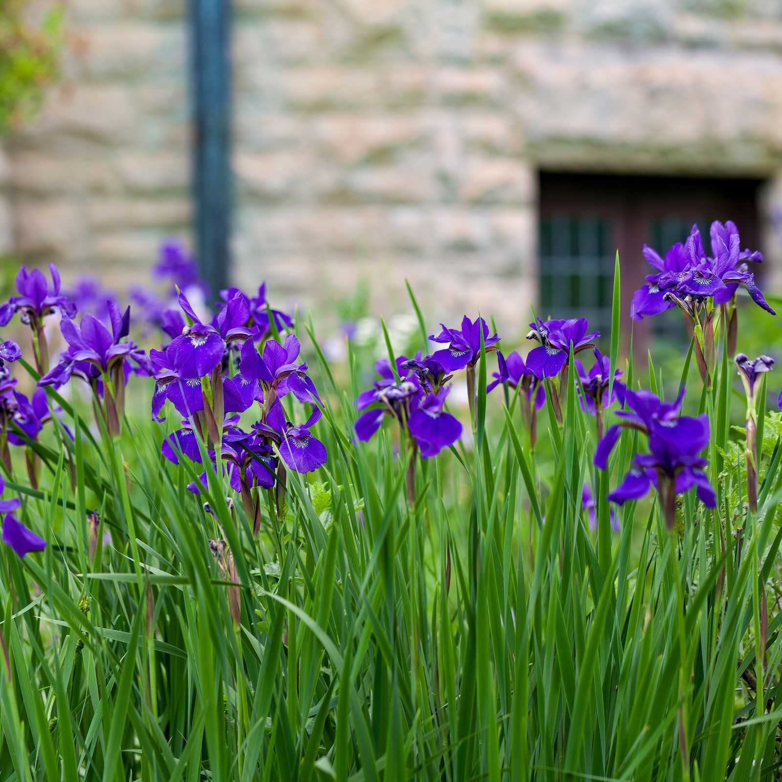 When to cut back irises and how to do it the right way | Ideal Home