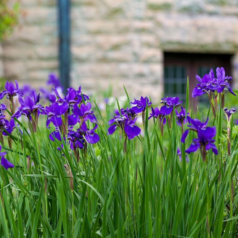 When to cut back irises and how to do it the right way | Ideal Home