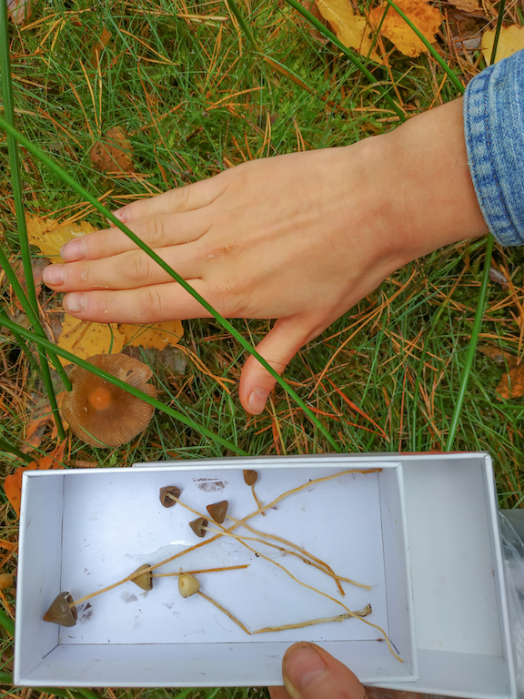 Psilocybin: The main ingredient in 'magic' mushrooms | Live Science