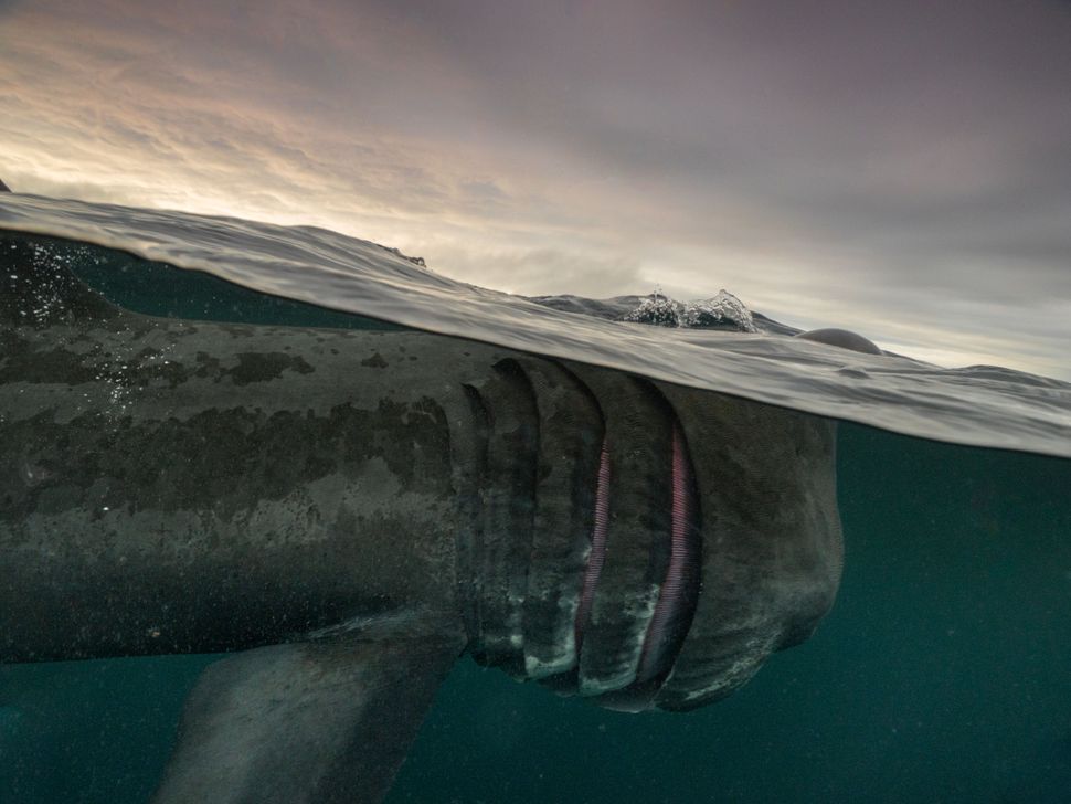 Snorkeller captures epic close-up photo of a 30-foot shark! | Digital ...