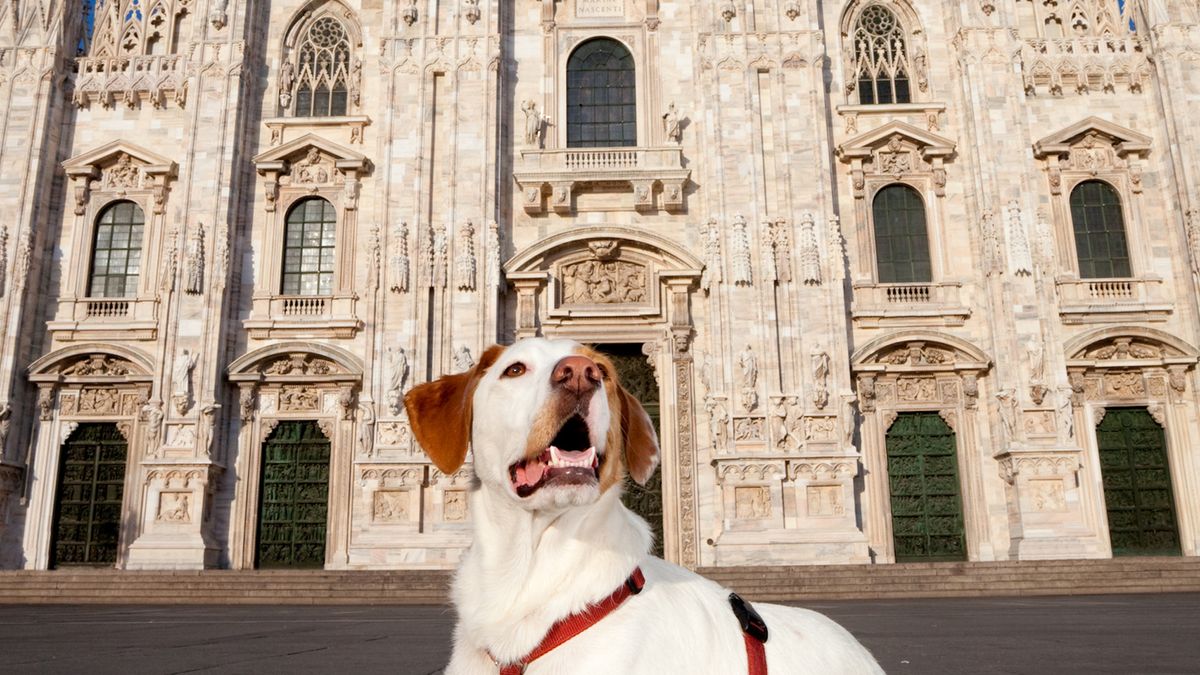 32 things to know about service dogs | PetsRadar