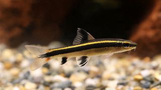 20 fish that clean the tank while looking pretty | PetsRadar