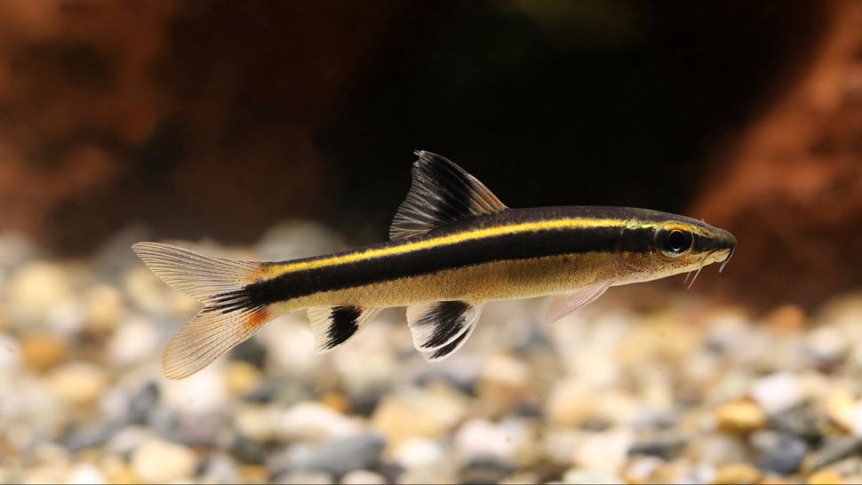 20 fish that clean the tank while looking pretty | PetsRadar