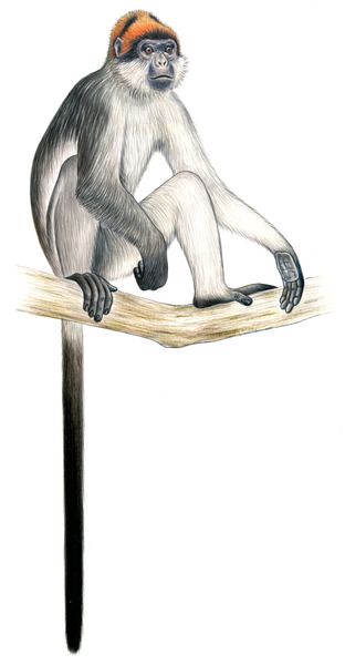 Image Gallery: 25 Primates in Peril | Live Science