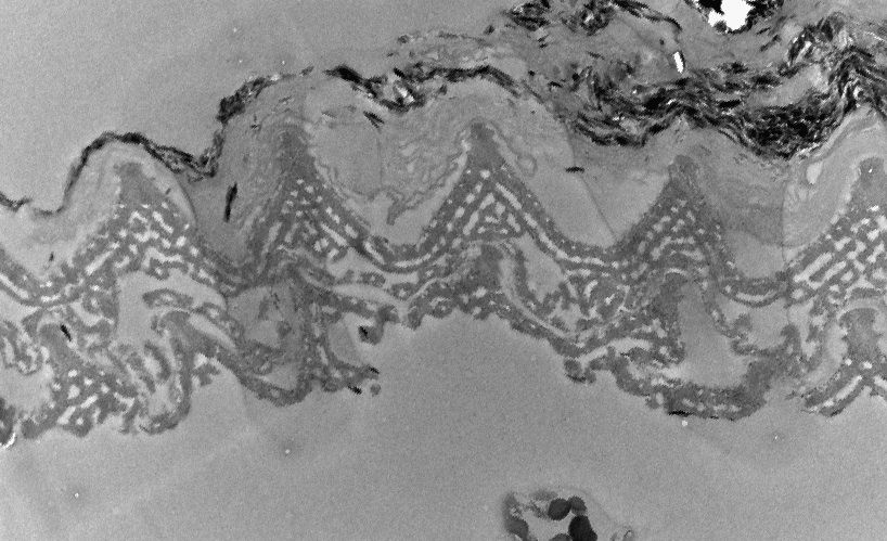 Intricate Wings Gallery: The Color of Ancient Moths | Live Science