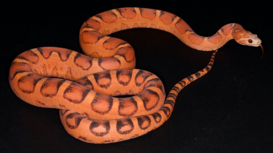 1st gene-edited snakes use mysterious 'Turing patterns' to achieve near ...