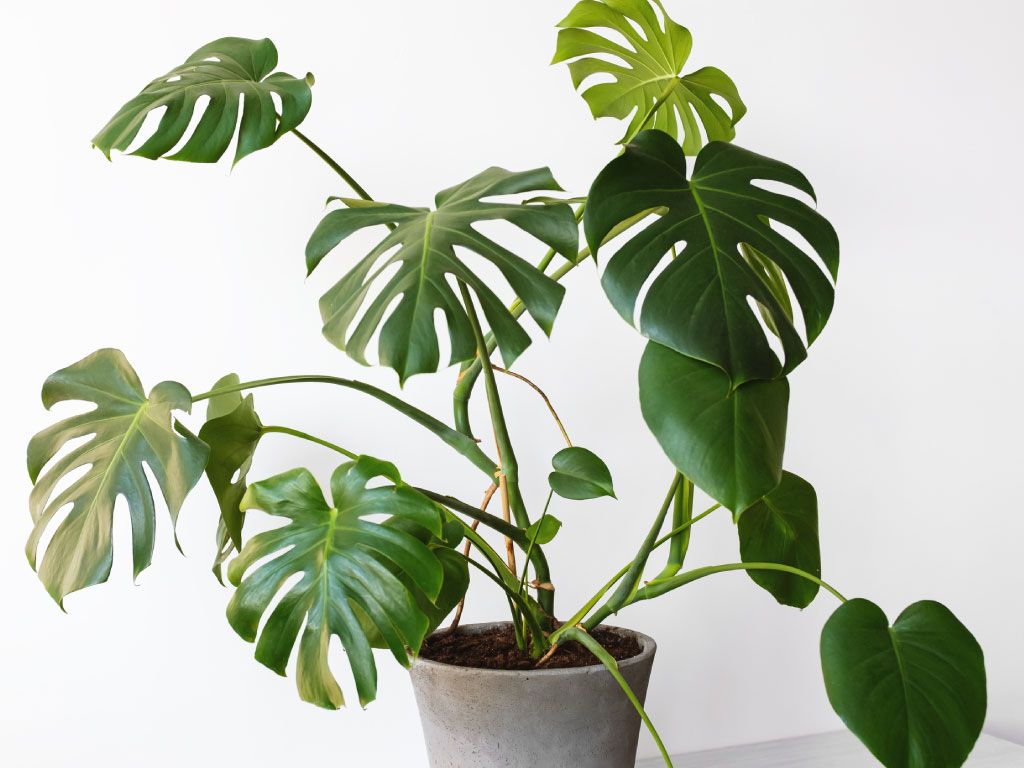 Modern Indoor Plants That Are Made For Contemporary Homes | Gardening ...
