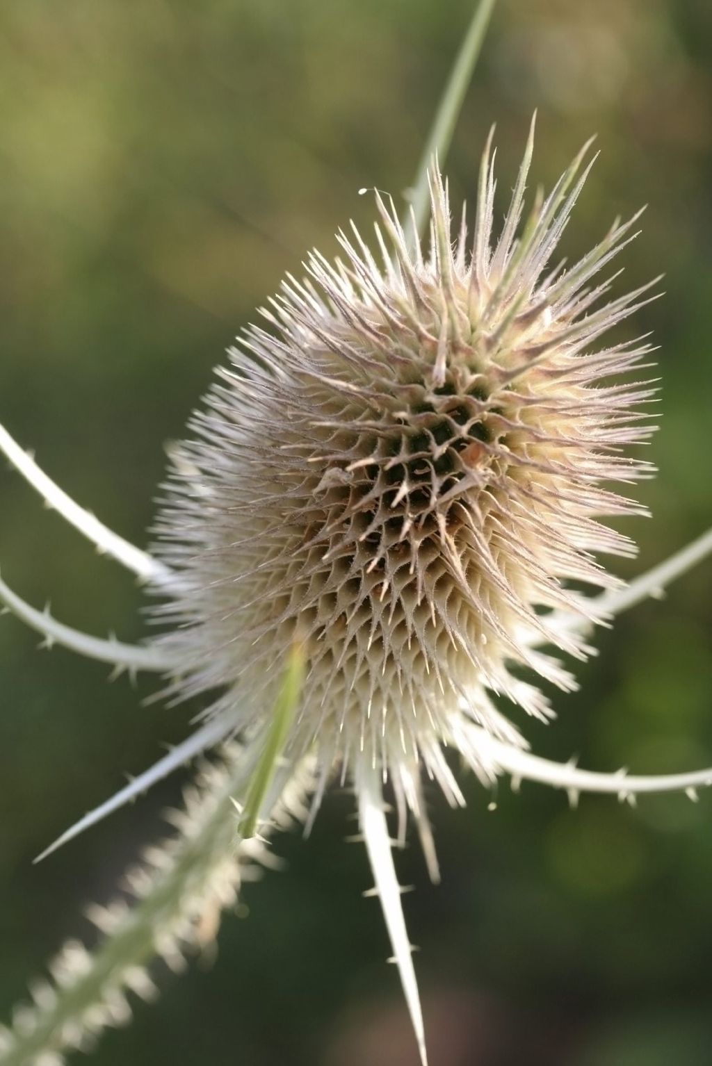 Common Teasel Facts - Learn About Teasel Weed Control In Gardens ...
