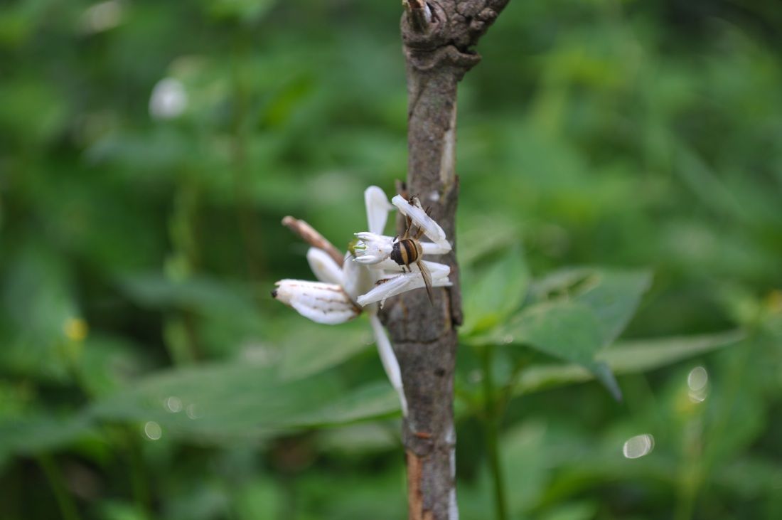 In Photos: Animals That Mimic Plants | Live Science