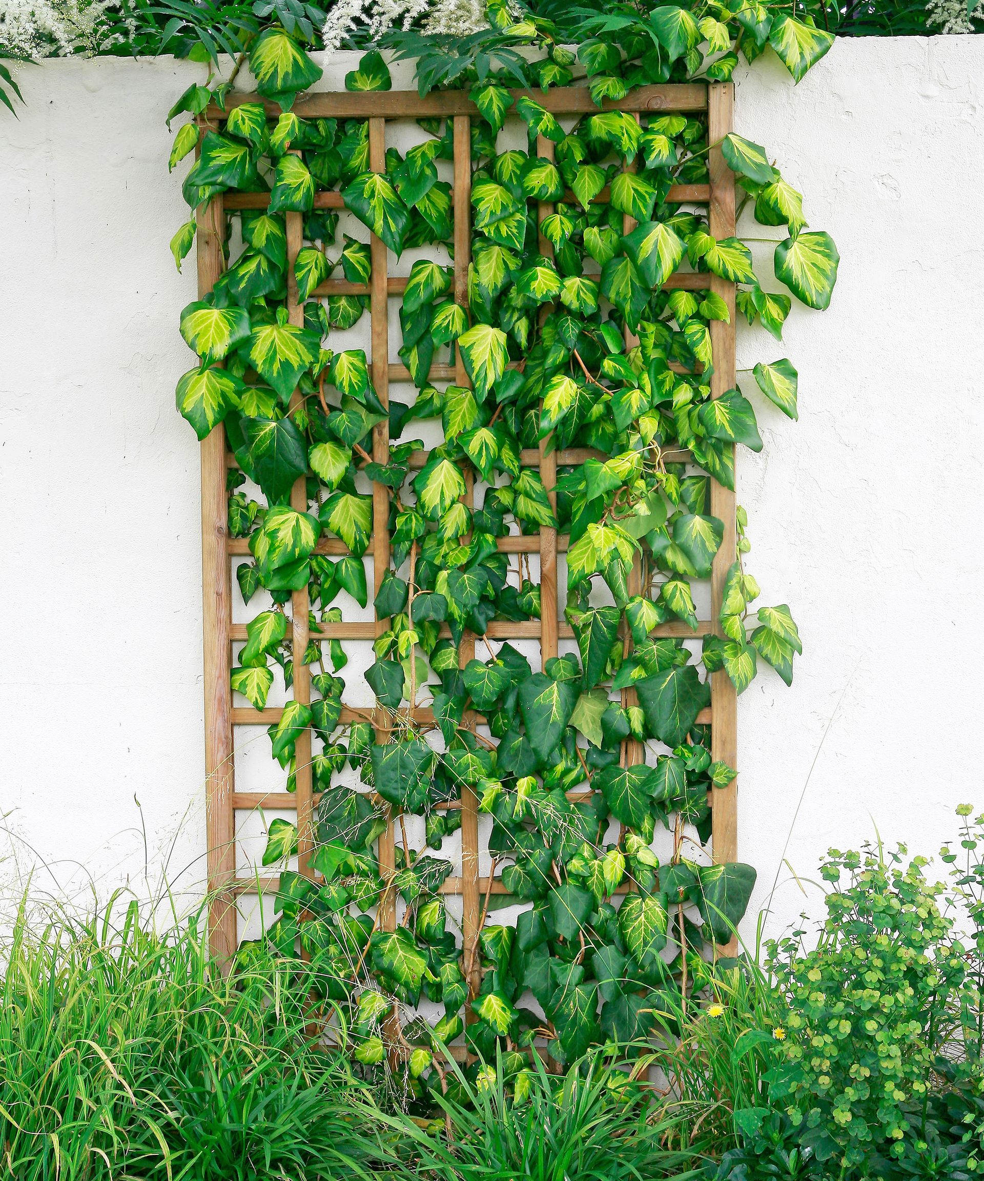 7 Evergreen Climbing Vines – For Surfaces That Look Good Year-Round ...