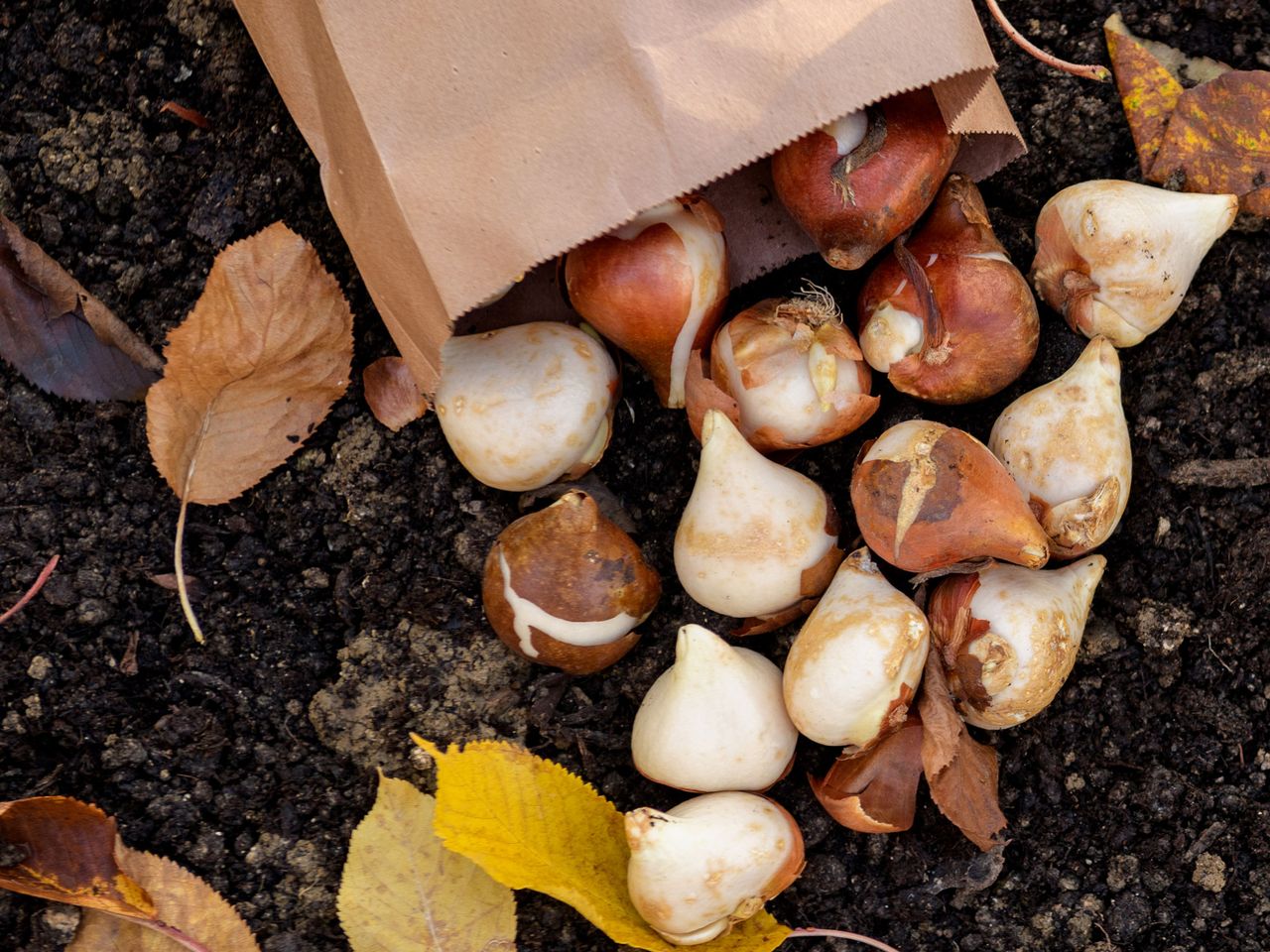 When to Fertilize Bulbs — Gardeners' Tricks to Learn | Livingetc