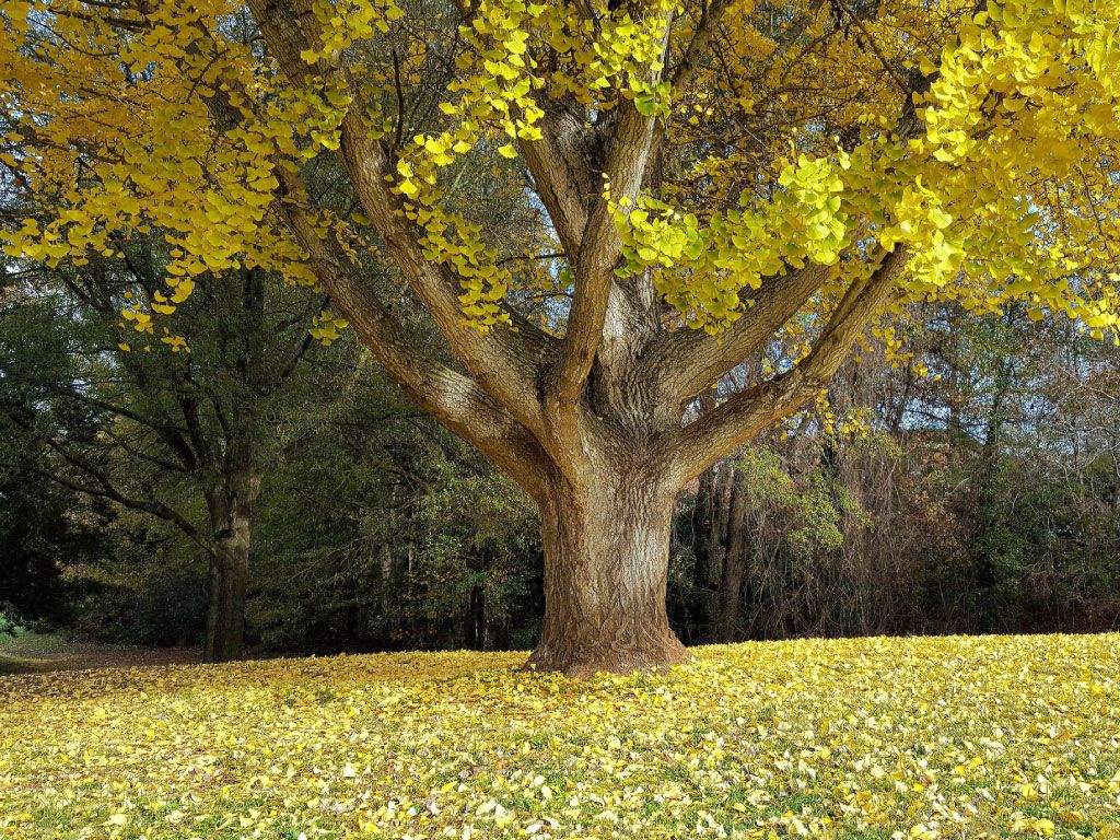 From Nevada to Texas, Explore Our Complete Guide to Trees in the ...