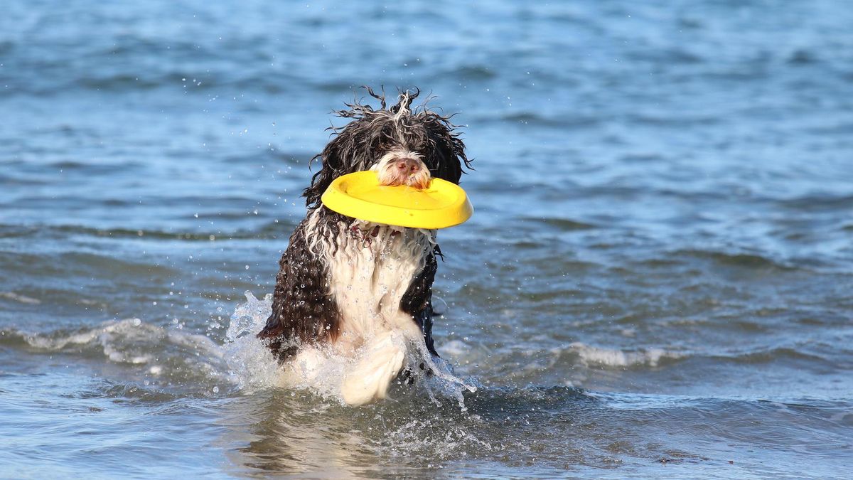 32 fun facts about Portuguese water dogs | PetsRadar