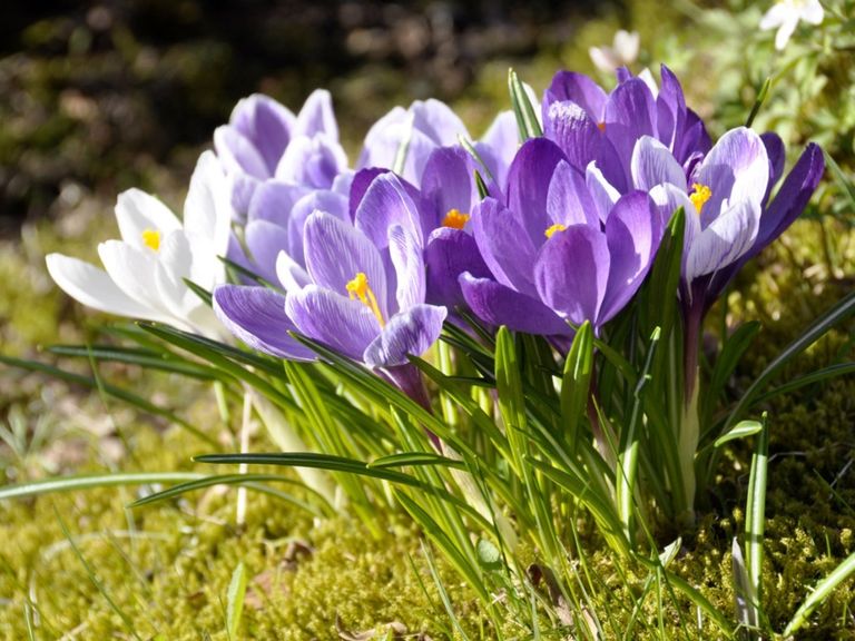 Learn How To Care For Crocus Flowers | Gardening Know How