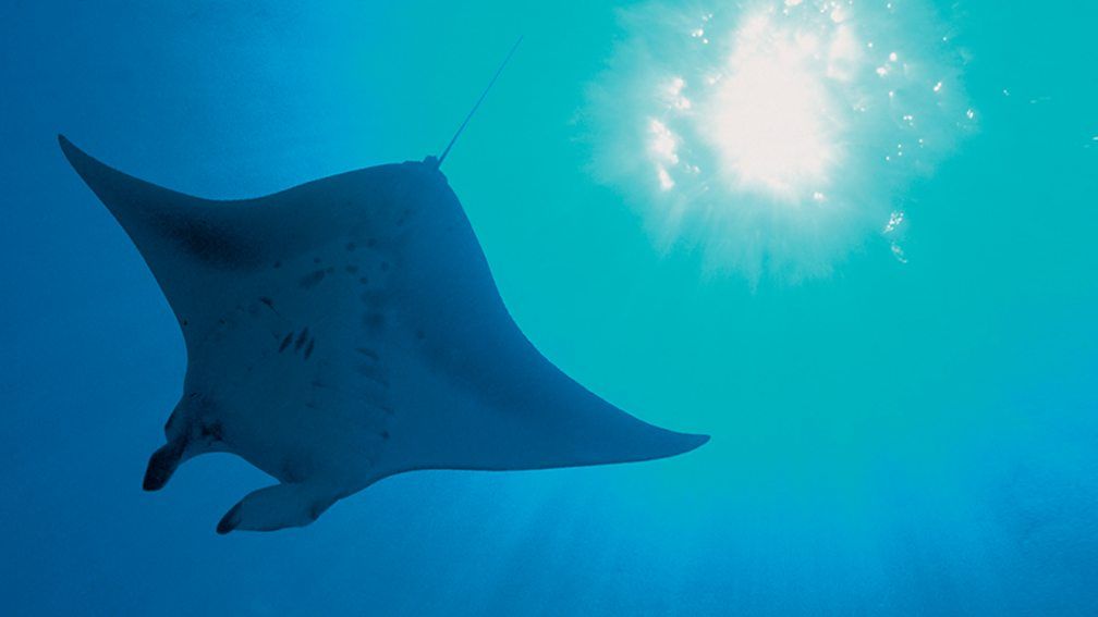 Best BBC nature documentaries — stream them on BBC iPlayer | What to Watch