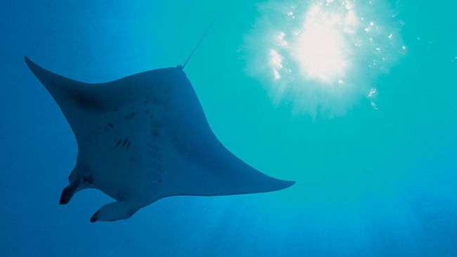 Best BBC nature documentaries — stream them on BBC iPlayer | What to Watch