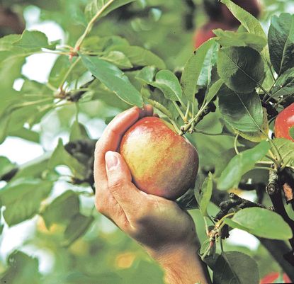Harvesting apples: how to pick apples correctly | Gardeningetc