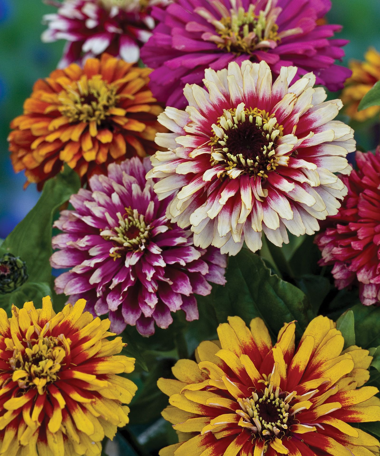 Types of zinnia: 16 uplifting varieties to grow on your plot | Gardeningetc