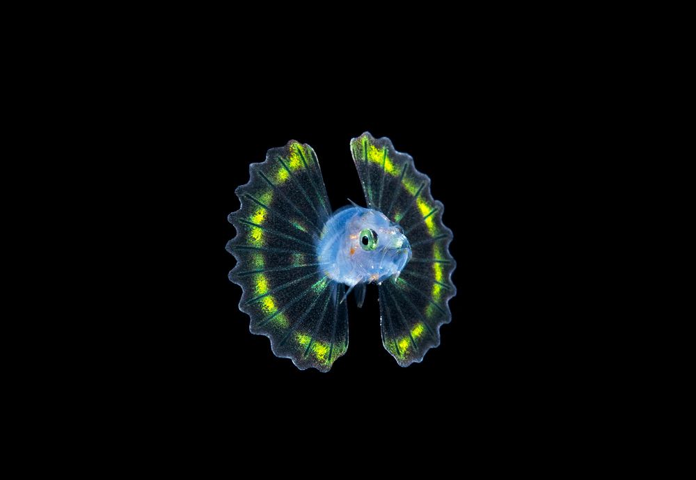 Gallery: Jaw-Dropping Images of Life Under the Sea | Live Science