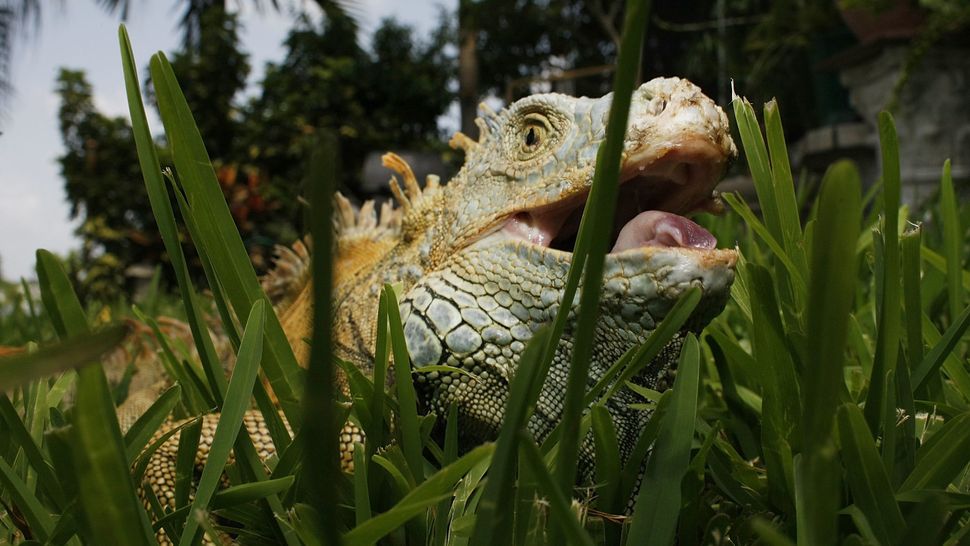 Seven Songs About Lizards | Louder