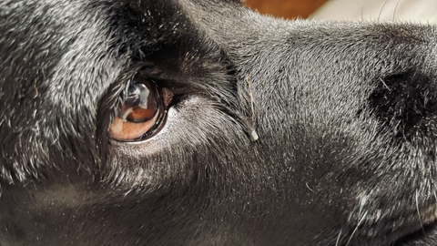 Eye discharge in dogs: Types, causes and treatment, according to a vet ...