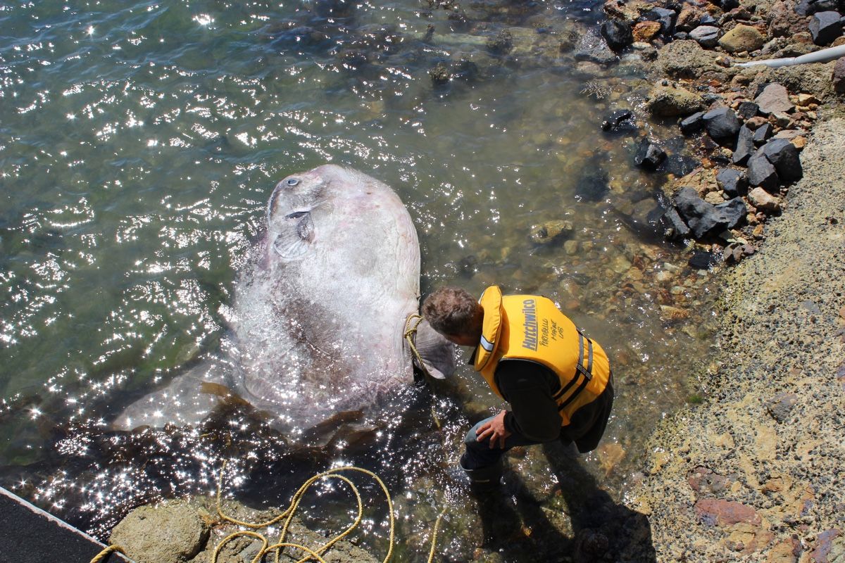 In Photos: The World's Largest Bony Fish | Live Science
