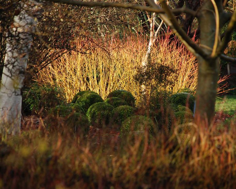 Winter landscaping ideas: 10 enchanting looks for the coldest months of ...