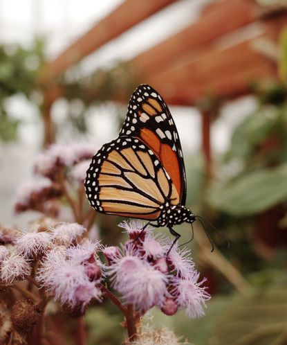 How to plant a garden for pollinators: in 10 insect-friendly steps ...