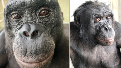 Kanzi the bonobo could play pretend — a trait thought unique to humans ...