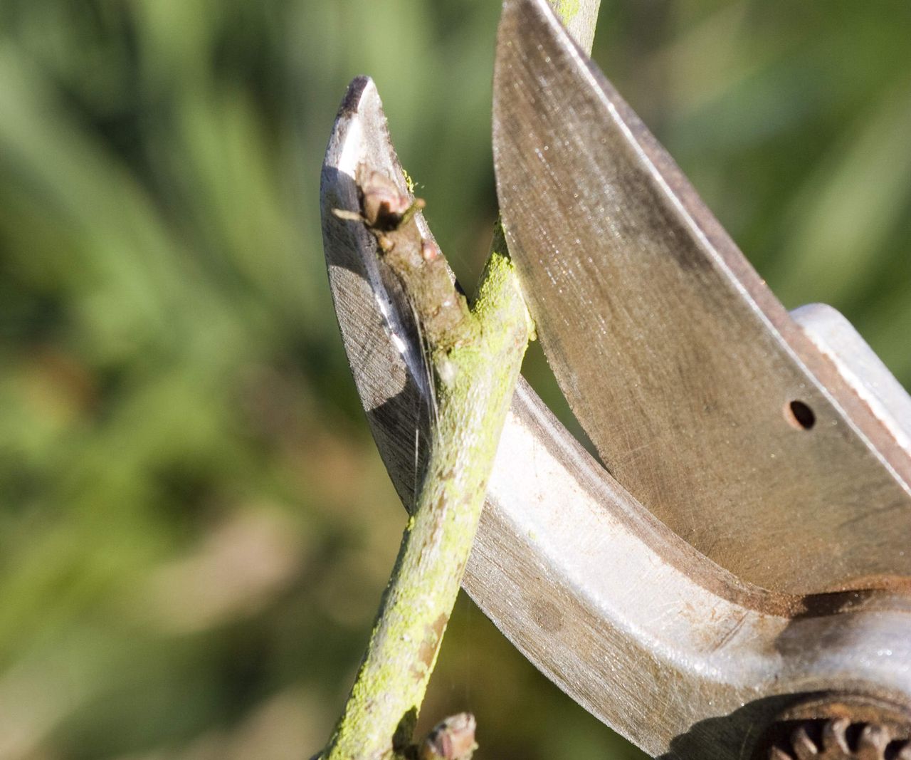 Expert tips for pruning fruit trees in winter correctly | Homes and Gardens