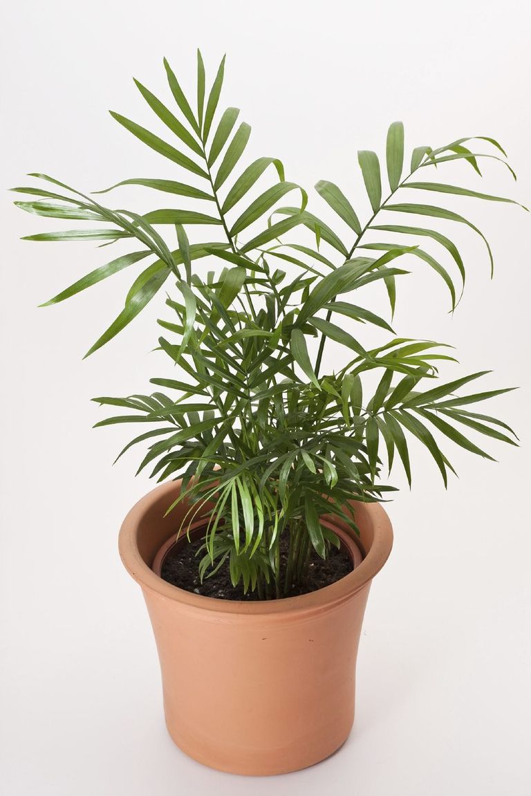 How To Grow and Care For A Parlor Palm | Gardening Know How