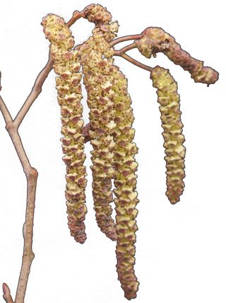 A guide to flowering trees | Country Life