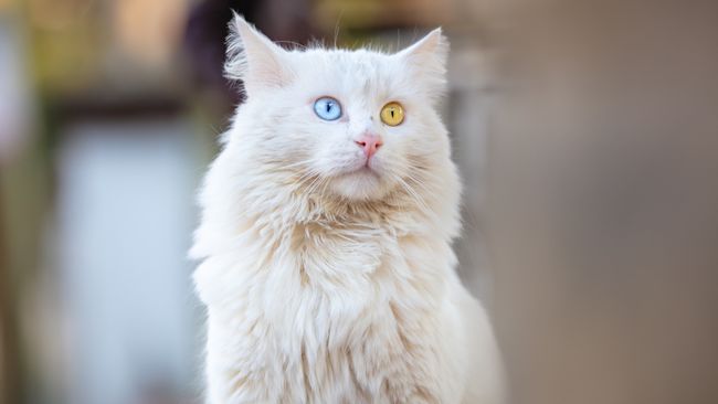 15 white cat breeds that will melt your heart | PetsRadar