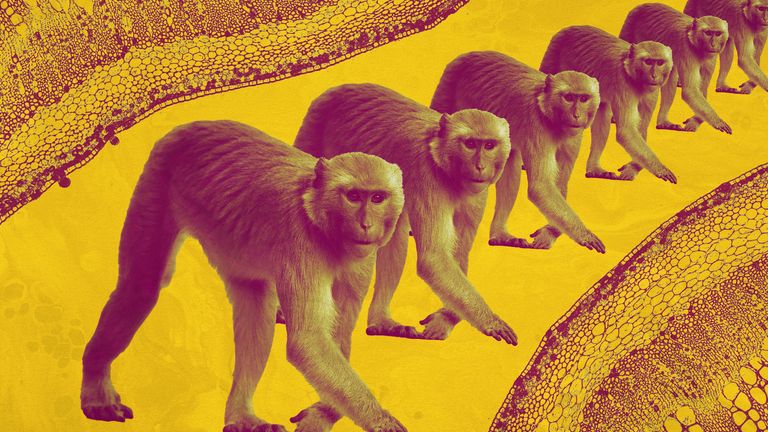 Science behind cloning monkeys is helping advance medical research ...