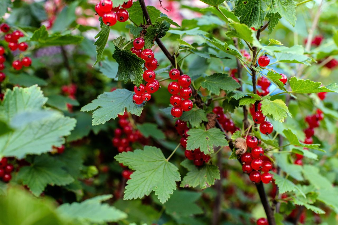 When to winter prune fruit bushes for a bumper crop | Livingetc