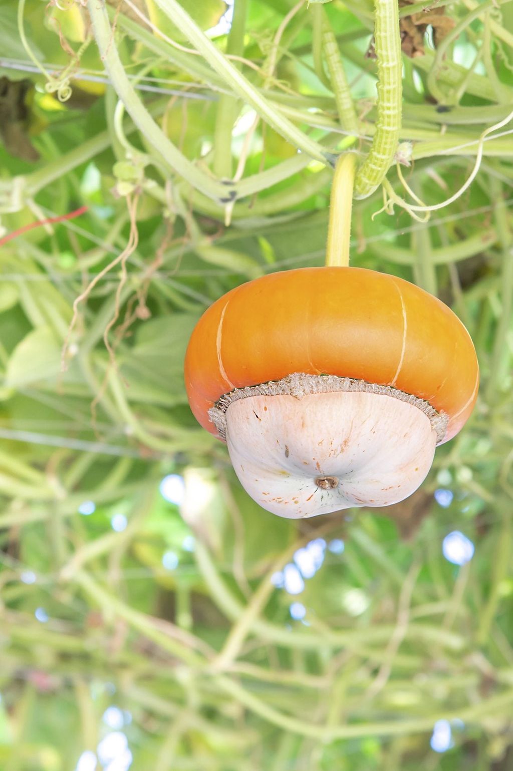 Outer Space Garden Designs: How To Create An Outer Space Garden Theme ...